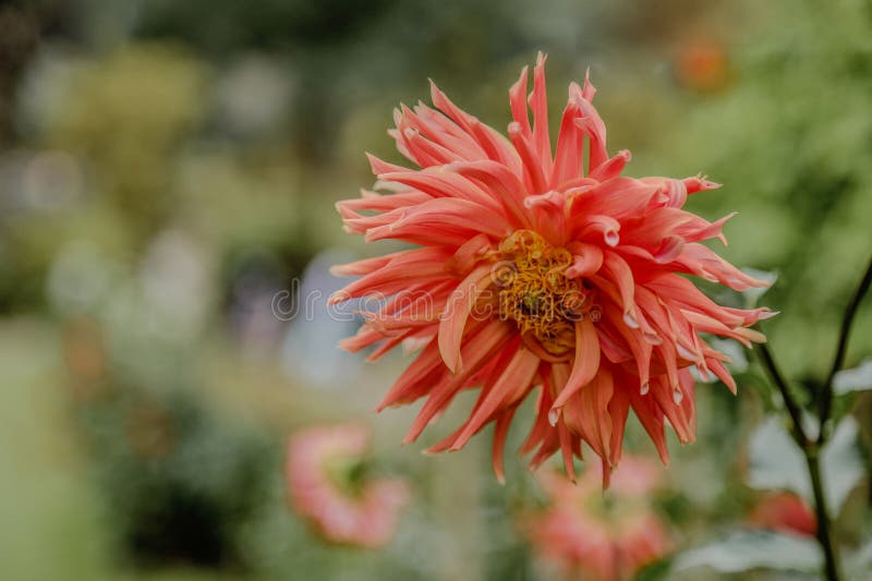 Detailed Close-Up of a Vibrant Dahlia Stock Image - Image of close ...