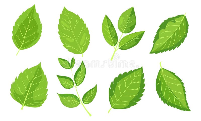 Featuring Eight Different Types of Green Leaves. Each Leaf Showcases ...