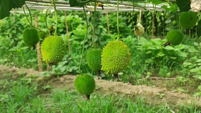 Exotic Texture: the Fascinating Spiny Gourd in Full Bloom Stock Photo ...