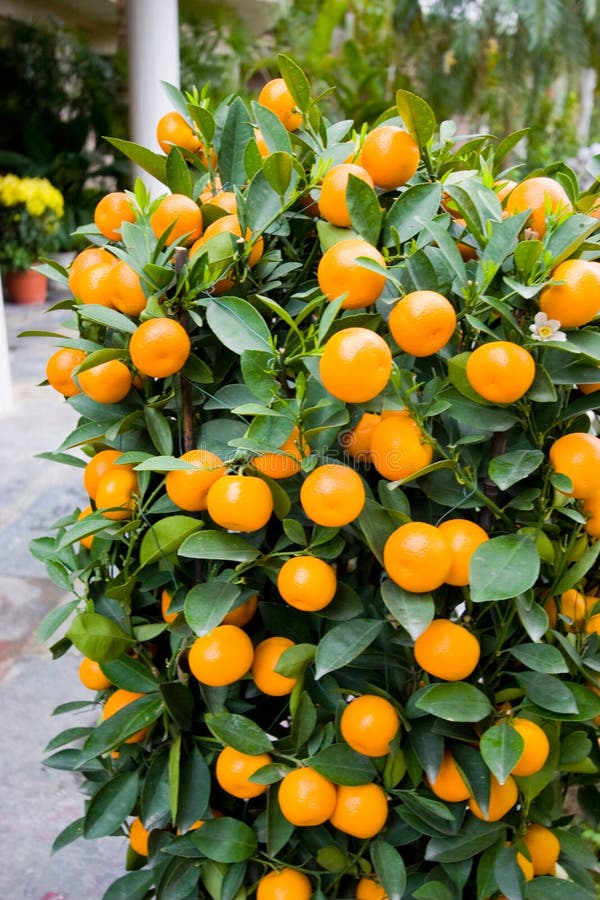 Spiring Plants Photos - Free & Royalty-Free Stock Photos from Dreamstime