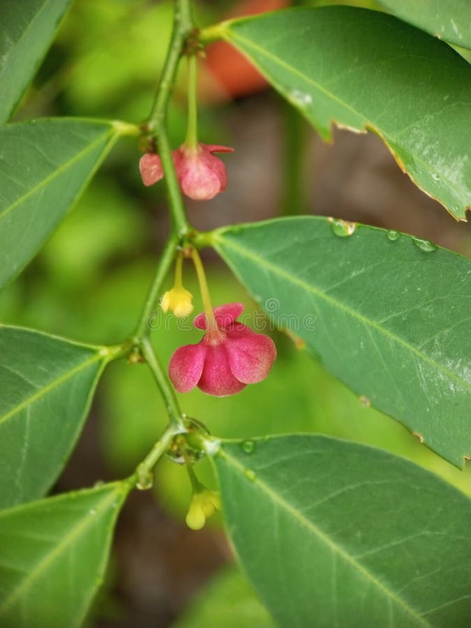 Feb 14, 2023, the Flower of the Katuk Plant Stock Photo - Image of herb ...