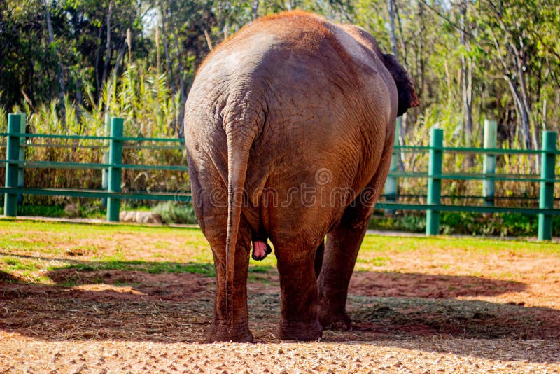 Feb 13, 2022, Rabat, Morocco: Back View of a Standing Elephant at Zoo ...