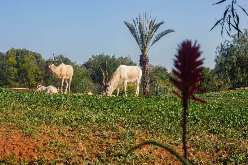 Feb 13, 2022, Rabat, Morocco: Deers with Their Group in Natural ...