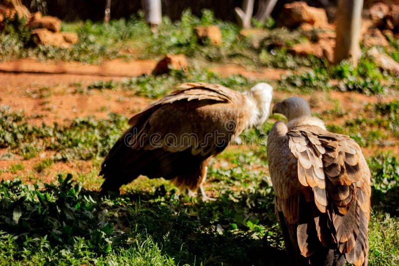 Feb 13, 2022, Rabat, Morocco: Rear View of Hawks at Zoo Park Editorial ...