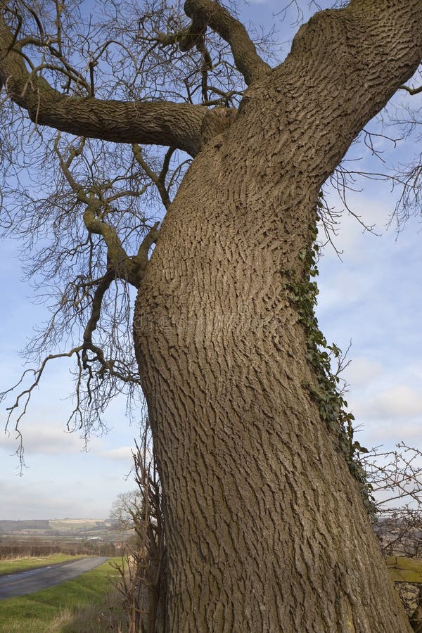 February ash tree stock image. Image of flora, fraxinus - 18530575