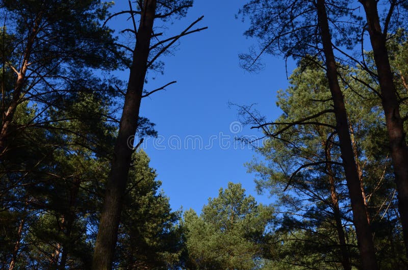 February forest blue sky stock photo. Image of beauty - 139306136