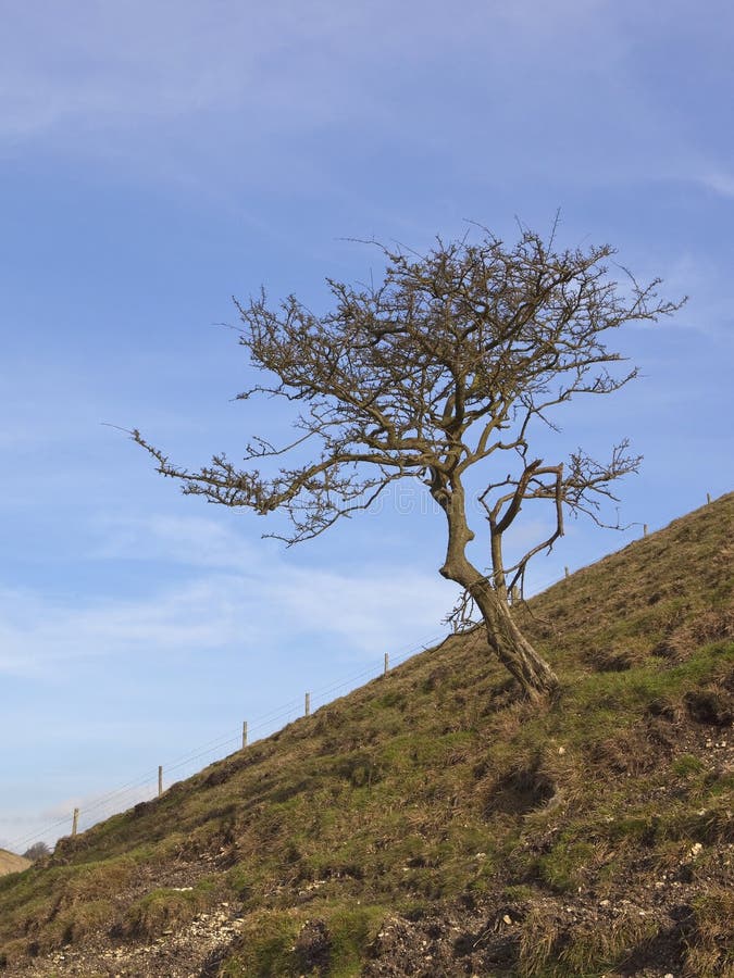 February hawthorn tree stock photo. Image of hawthorn - 18530616