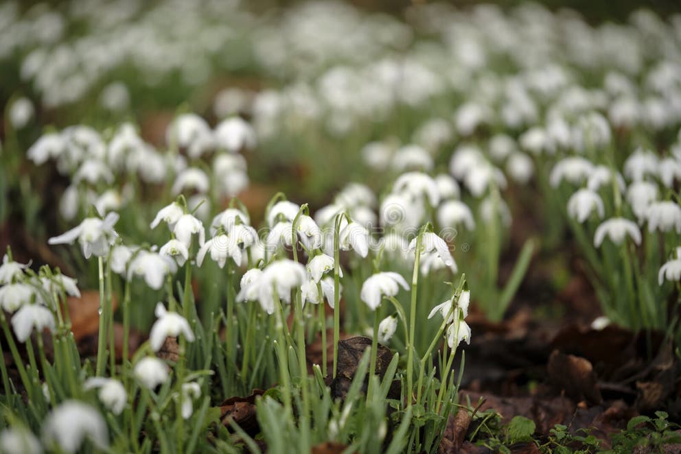 FEbruary Snowdrops stock image. Image of petal, seasonal - 173051639