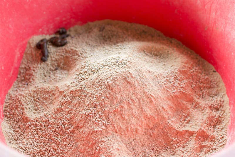 Feces of Cats in the Sandbox Stock Image - Image of poop, pooping ...