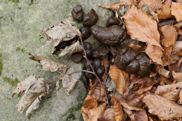 621 Human Feces Stock Photos - Free & Royalty-Free Stock Photos from ...