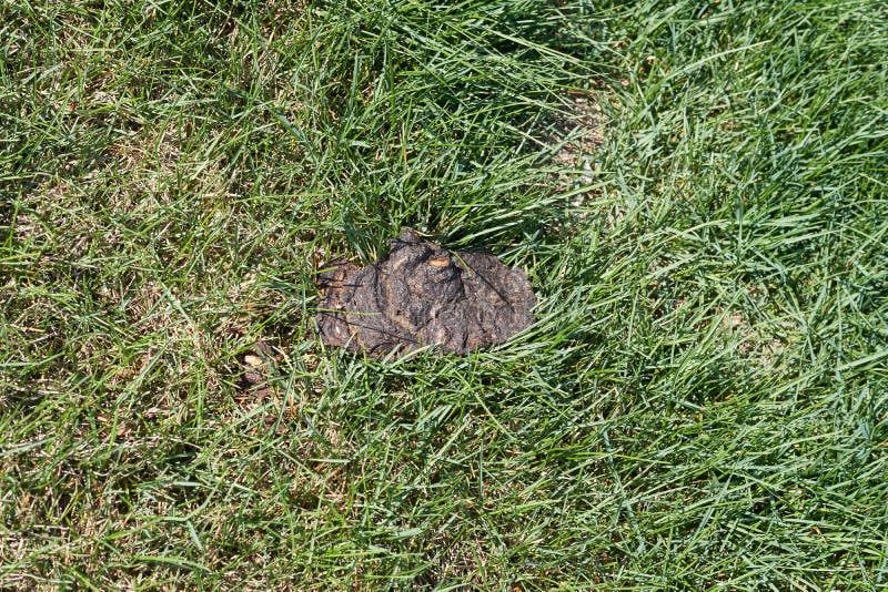 Feces stock photo. Image of summer, natural, shit, nature - 146668336