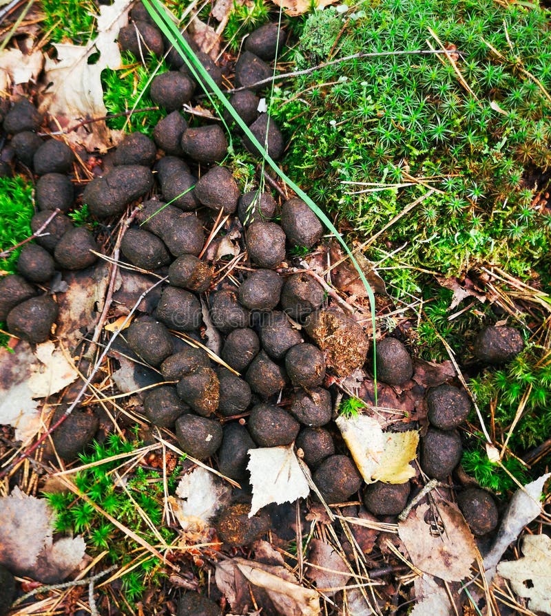 Feces of a Wild Boar on the Ground in the Forest Stock Photo - Image of ...