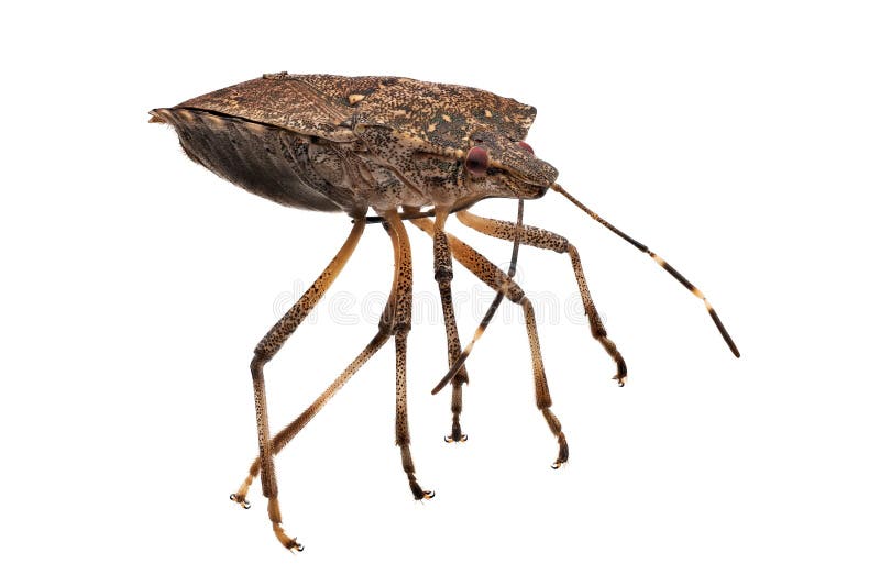 Fechamento De Bug Verdadeiro Imagem de Stock - Imagem de invertebrado ...