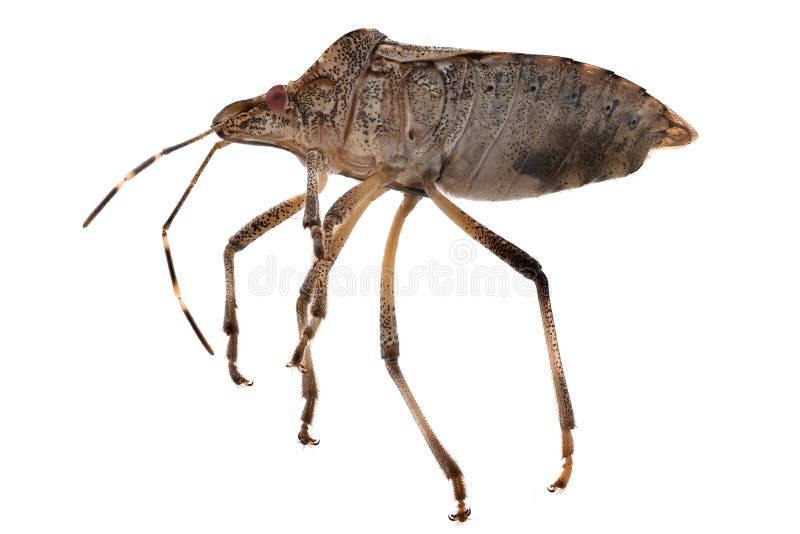 Fechamento De Bug Verdadeiro Foto de Stock - Imagem de erro, isolado ...