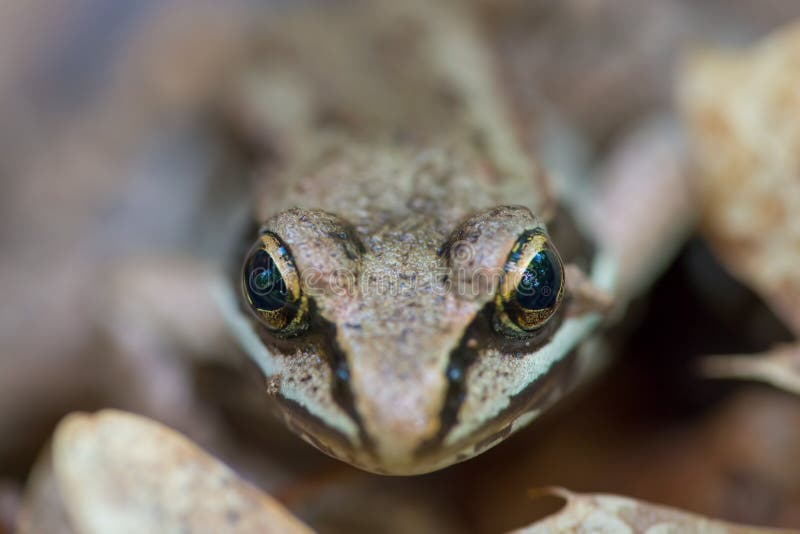 Fechamento De Um Sapo De Madeira No Norte De Wisconsin Foto de Stock ...