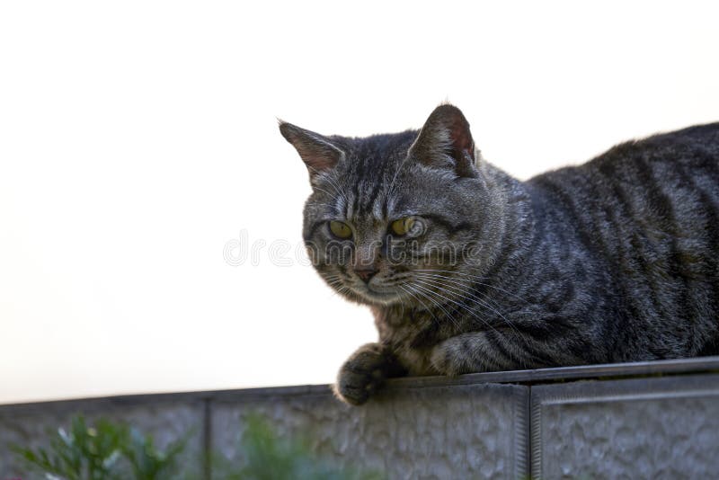 Fechamento De Um Violento Gato-do-mato-cinzento Imagem de Stock ...