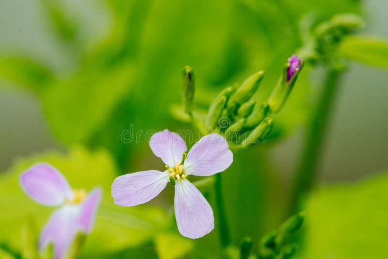 Flor De Rabanete De Cor Branca Florescendo Nos Ramos Do Jardim Vegetal ...