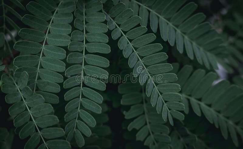 Fechar Folhas Verdes De Samarro Imagem de Stock - Imagem de ambiente ...