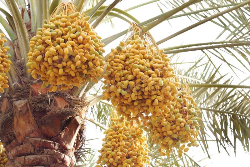 Palma Datilera Hermosa Con Los Racimos De Fechas Foto de archivo ...