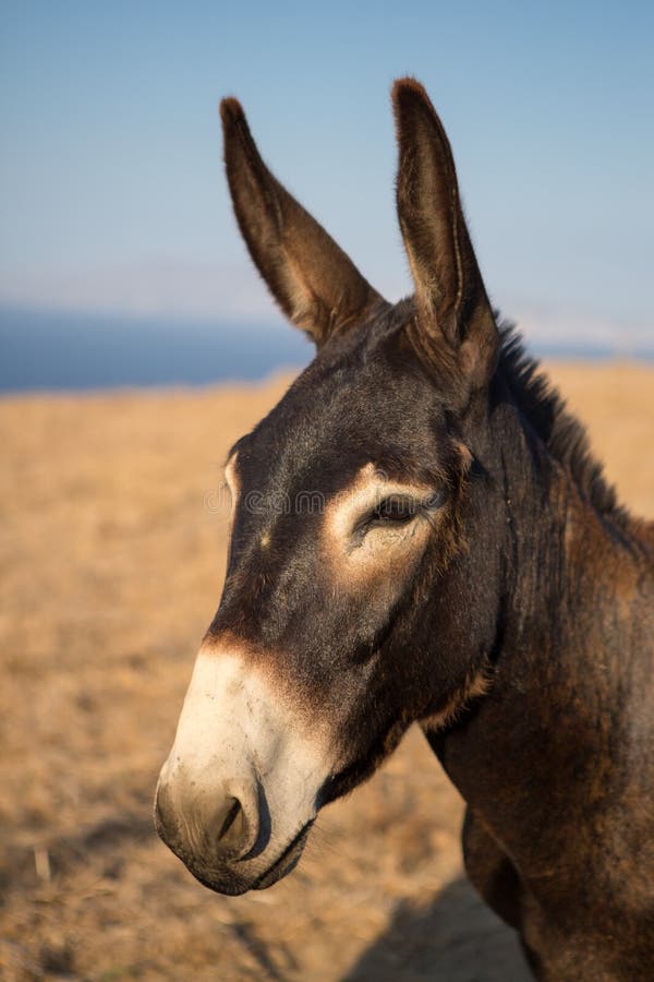 Feche Acima Da Cabeça De Uma Mula Imagem de Stock - Imagem de romântico ...