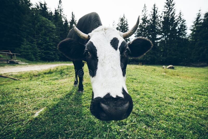 Feche Acima Da Foto Da Vaca Com Sino Imagem de Stock - Imagem de coroa ...