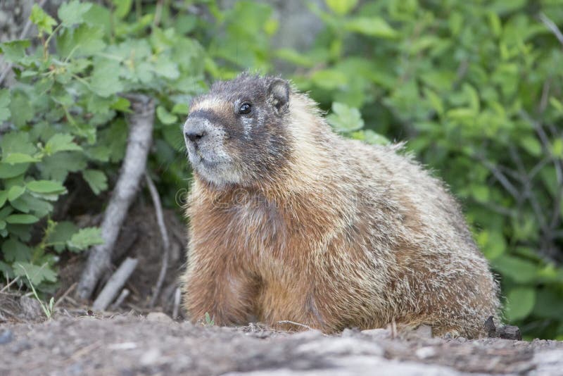Marmota gorda foto de stock. Imagem de fofofo, fattest - 78941484
