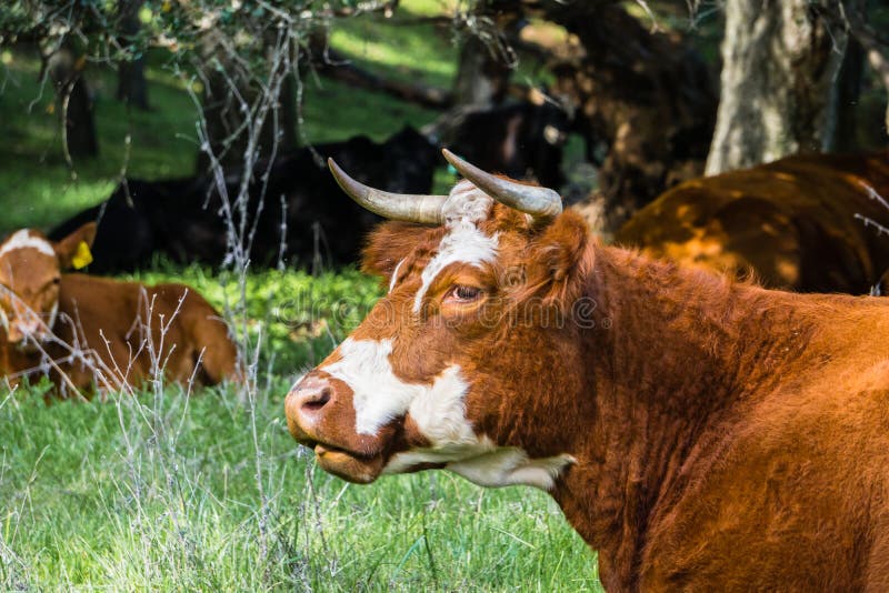 Vaca dinamarquesa vermelha foto de stock. Imagem de animal - 16526086