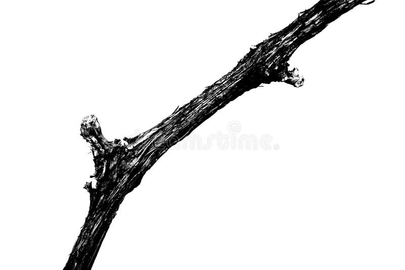 Feche Acima Da Videira Seca Em Preto E Branco Foto de Stock - Imagem de ...