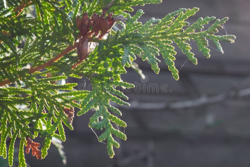 Feche Acima Das Folhas Do Cedro Branco Dos Occidentalis Do Thuja Com ...
