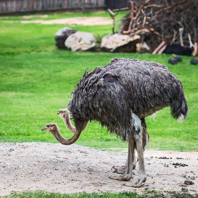 Feche Acima De Duas Avestruzes Foto de Stock - Imagem de nave, exterior ...
