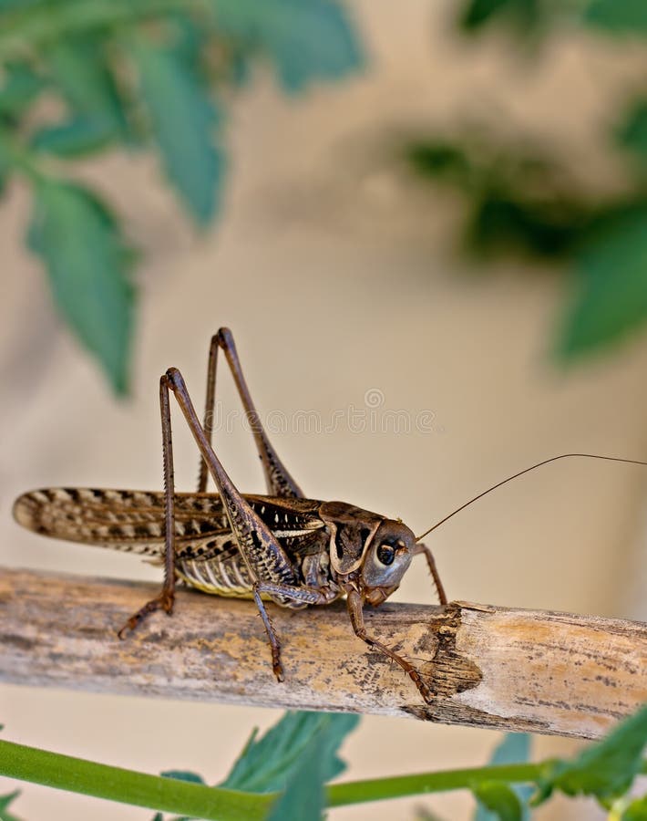 Grilo De Brown No Fundo Cinzento Fim Macro Acima De Empilhar a Imagem ...