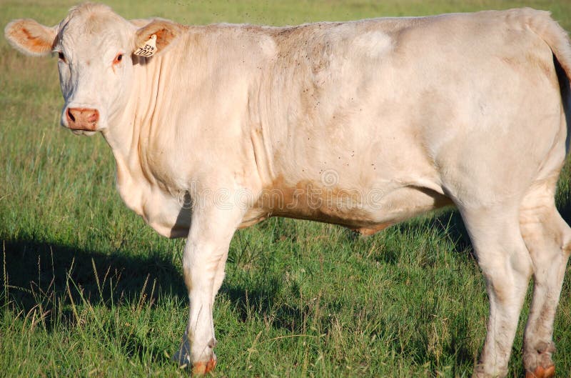 Face da vaca do charolês imagem de stock. Imagem de branco - 19451505