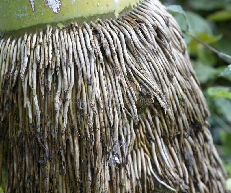 Raiz de bambu imagem de stock. Imagem de floresta, nave - 45489091