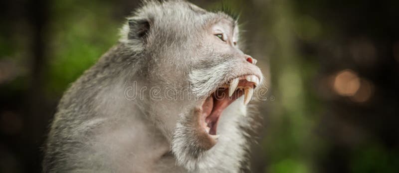 469 Fotos de Stock de Macaco Gritando - Fotos de Stock Gratuitas e Sem ...