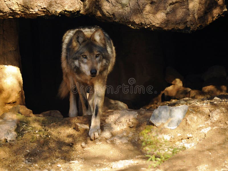 Feche Acima Do Mexicano Grey Wolf Leaving Cave Foto de Stock - Imagem ...