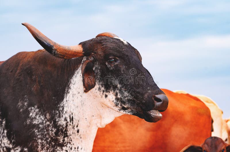 Vaca Com Boca Aberta Fotos - Fotos de Stock Gratuitas e Fotos Royalty ...