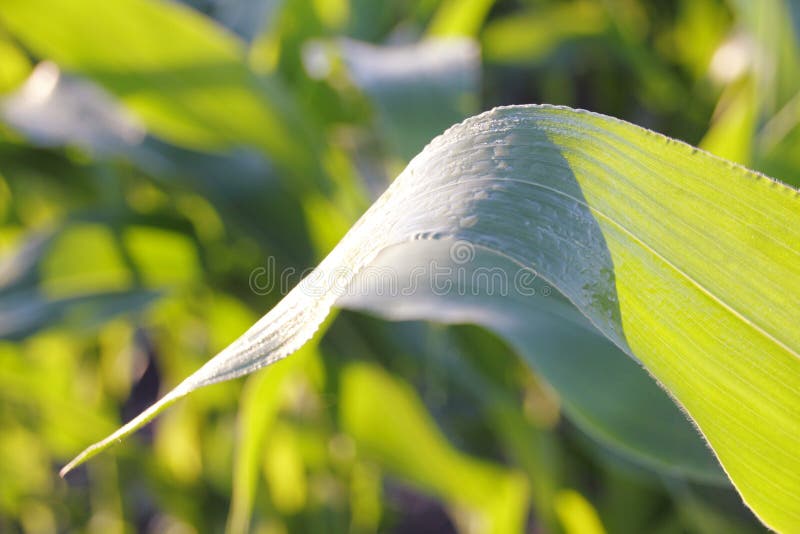 Feche na folha do milho imagem de stock. Imagem de detalhe - 42425103