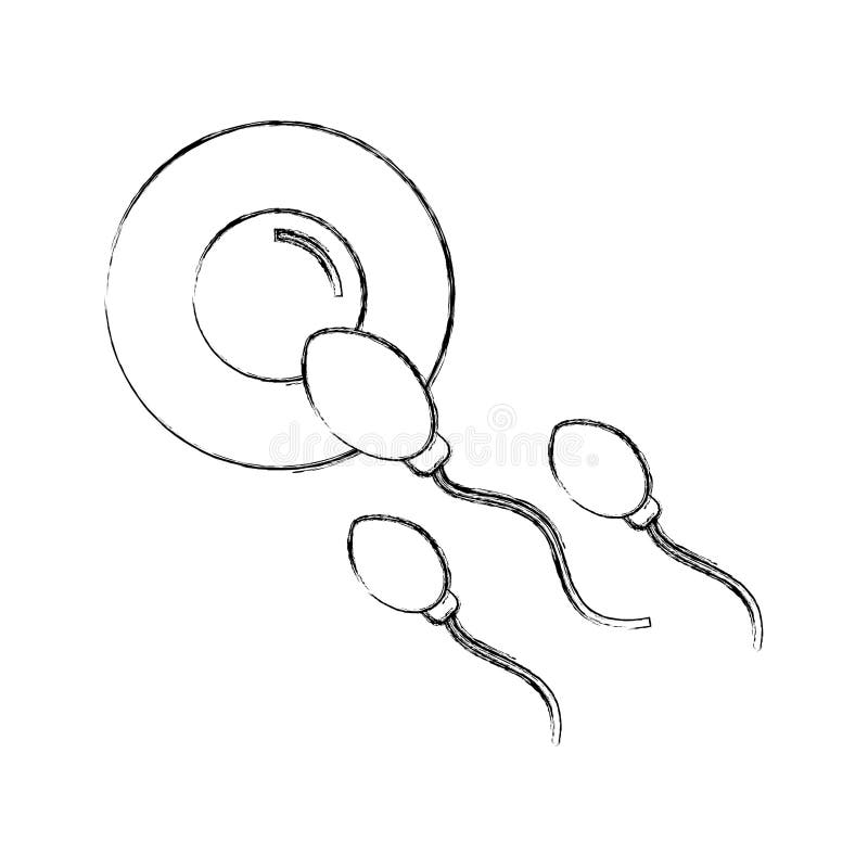 Fecundação Do óvulo Pelo Espermatozoide Ilustração do Vetor ...