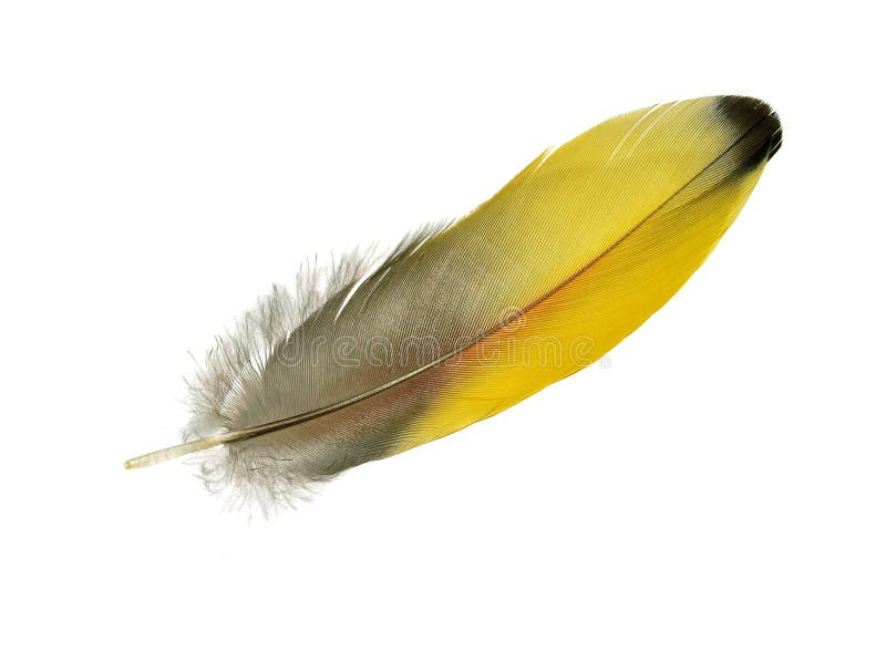 Vogelfeder stockfoto. Bild von vogel, flaumig, spule - 13165944