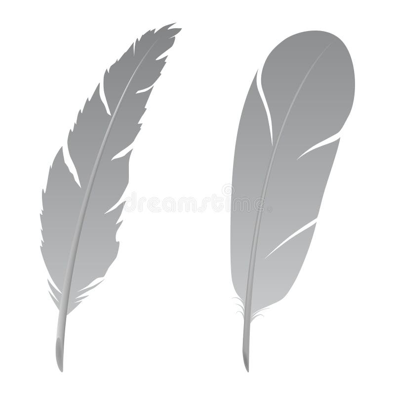 Feder vektor abbildung. Illustration von feder, vektor - 1763321