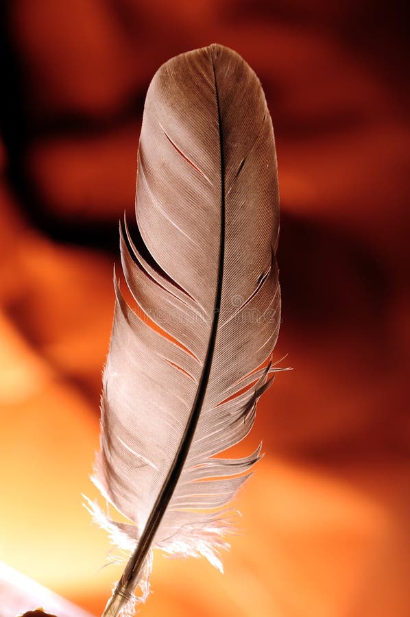 Feder stockbild. Bild von airiness, enten, schwäche, glattheit - 6103829