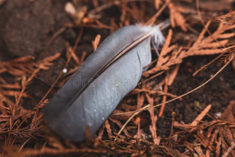 Feather Closeup on Forest Floor Stock Photo - Image of macro, braun ...
