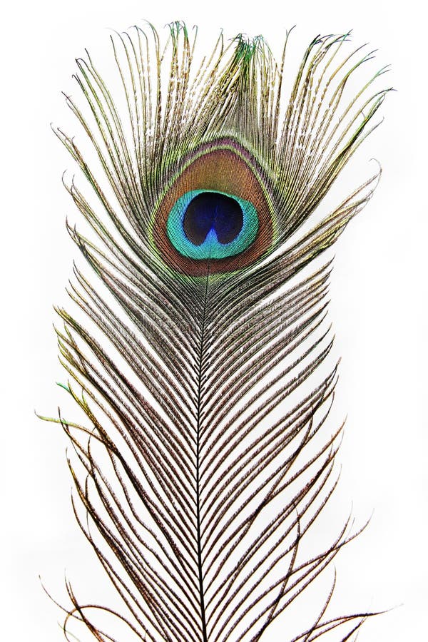 Feder-Pfau-Hintergrund stockbild. Bild von hintergrund - 37644973