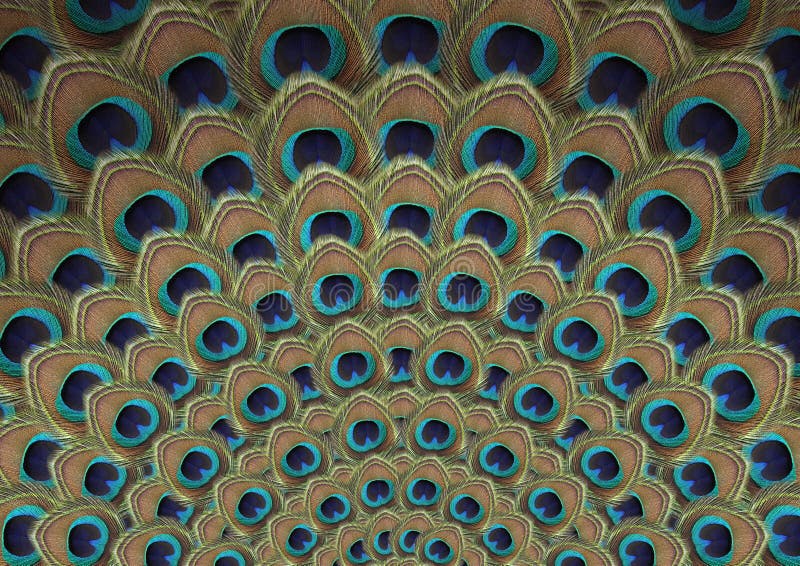 Feder-Pfau-Hintergrund stockbild. Bild von hintergrund - 37644973