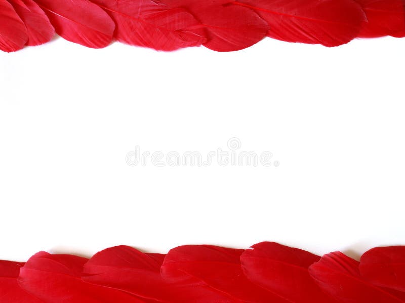 Rote Feder stockfoto. Bild von stehen, eindeutig, rand - 20435176