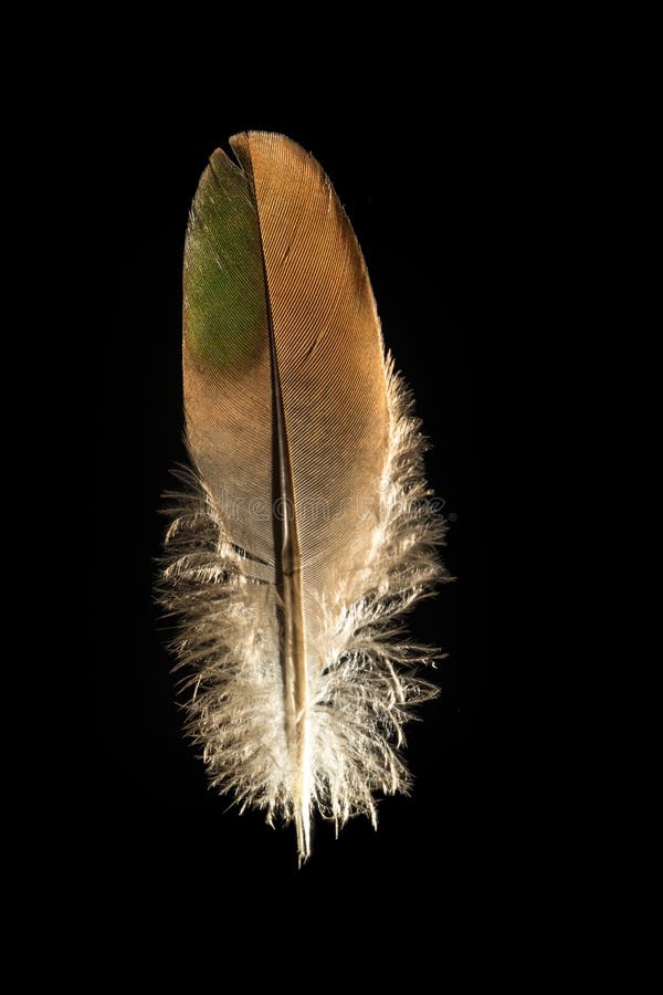 Feder Von Palawan-Pfaufasan Polyplectron-napolensis Stockfoto - Bild ...