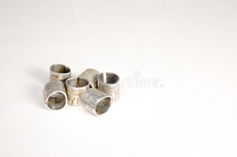 Federal Bird Bands 4 stock image. Image of bird, usfws - 597829