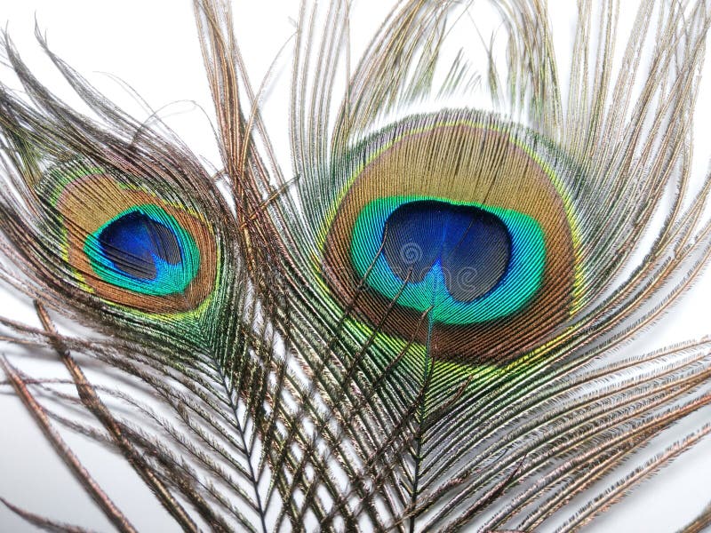 Federn Des Pfaus Oder Der Pfauhenne Stockbild - Bild von peafowl ...