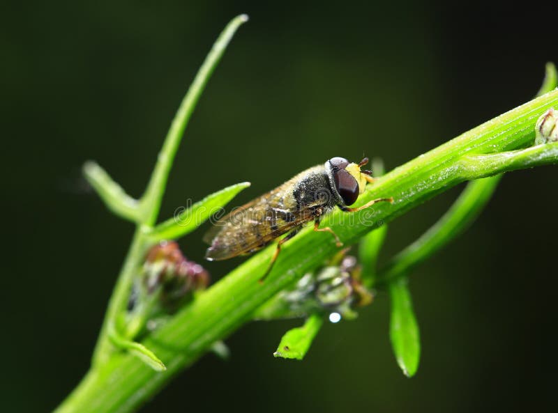 Feed Aphid Fly, in the Wild Stock Photo - Image of lens, colorful ...