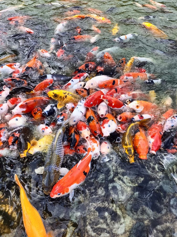Feed the Beautiful Fish in the Big Pond Stock Photo - Image of fish ...